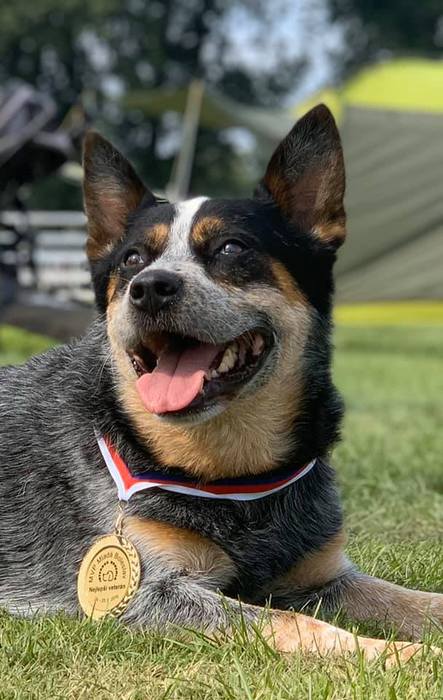 Chovní psi v Cinderella's Ranch