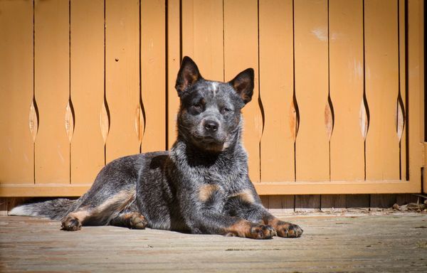 Vallesanta Ranch Hojo Masako :: cinderellasranch