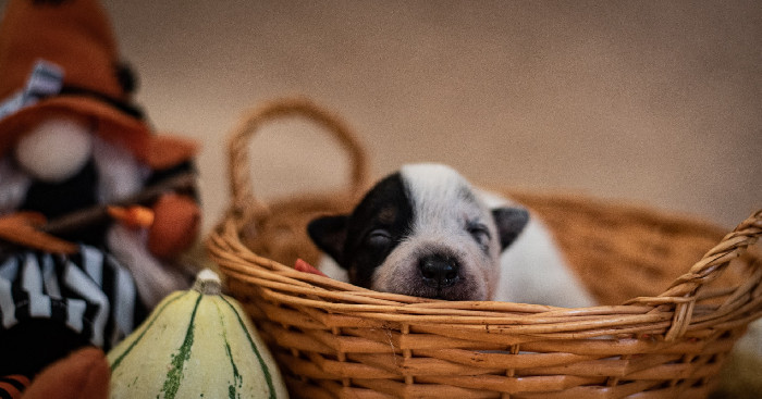 Xtra Friendly Buddy :: cinderellasranch